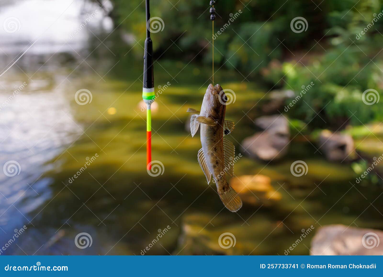 Close-up of a Small Fish on a Hook Near the Float on the Background of ...
