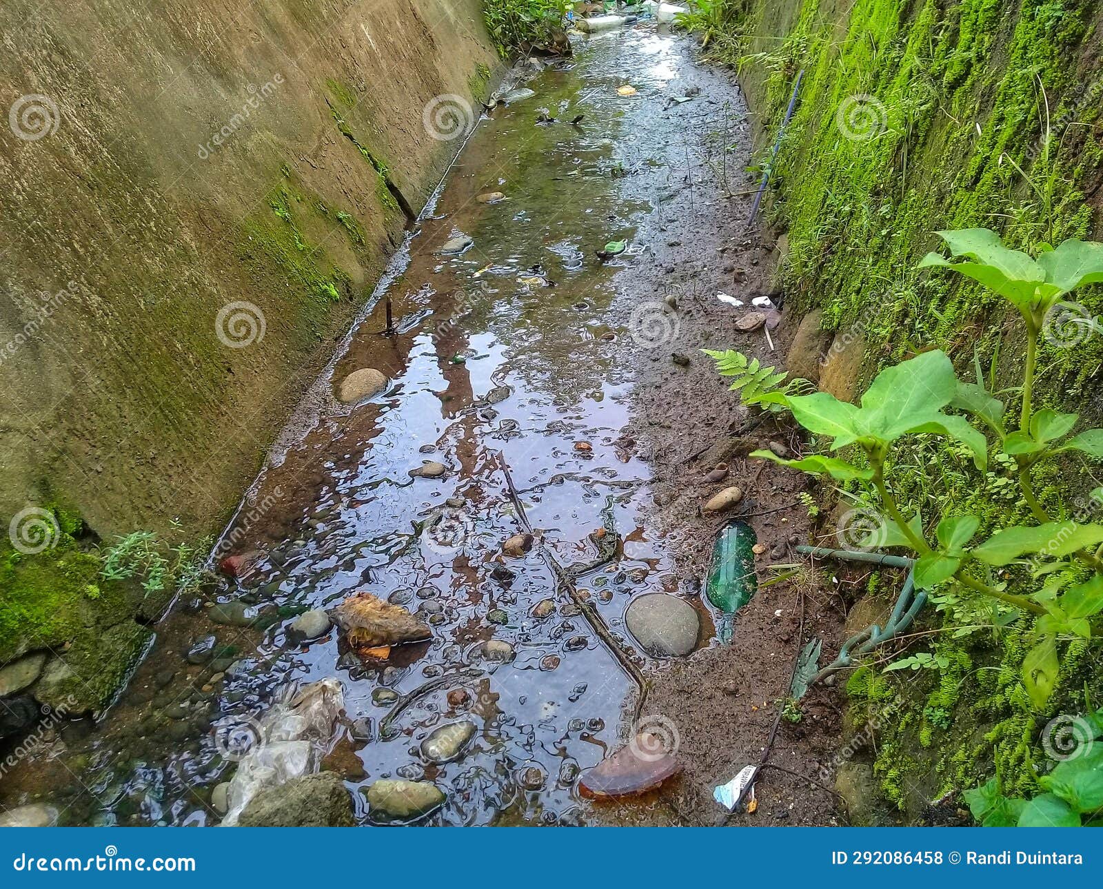 Close Up of a Small Flowing Stream with Green Moss Attached To the Wall ...