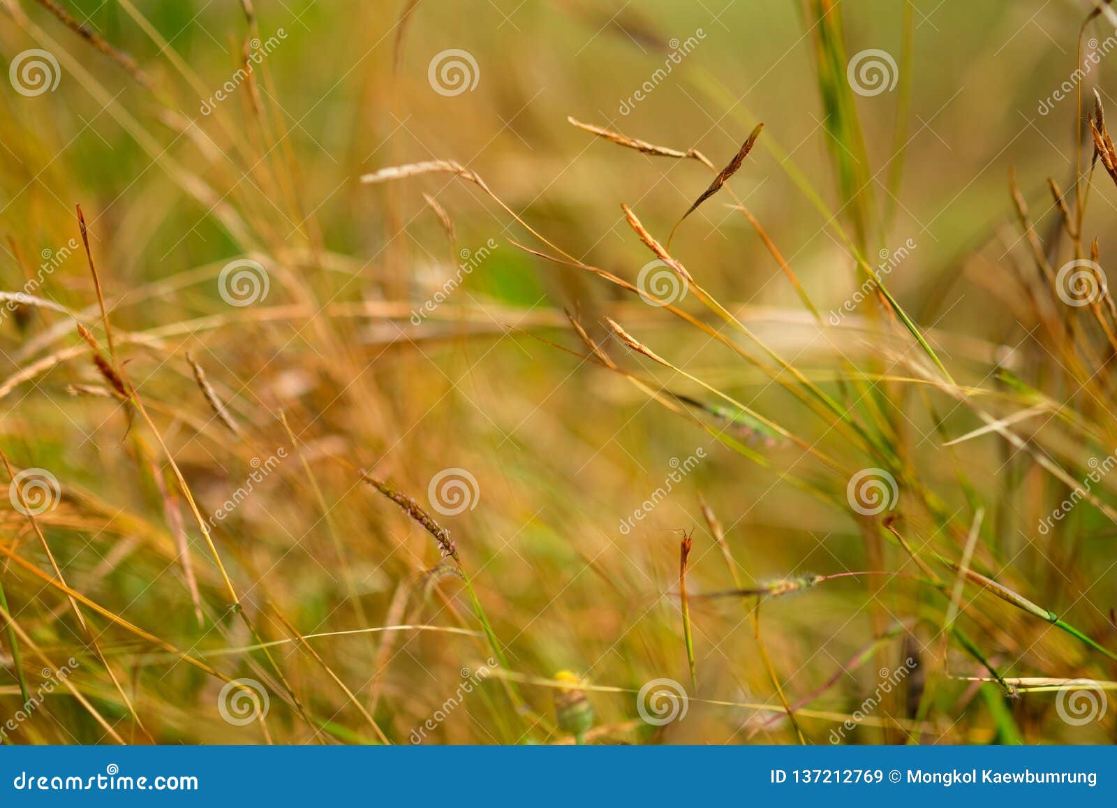 Close Up Small Grass in the Morning Stock Image - Image of small, field ...