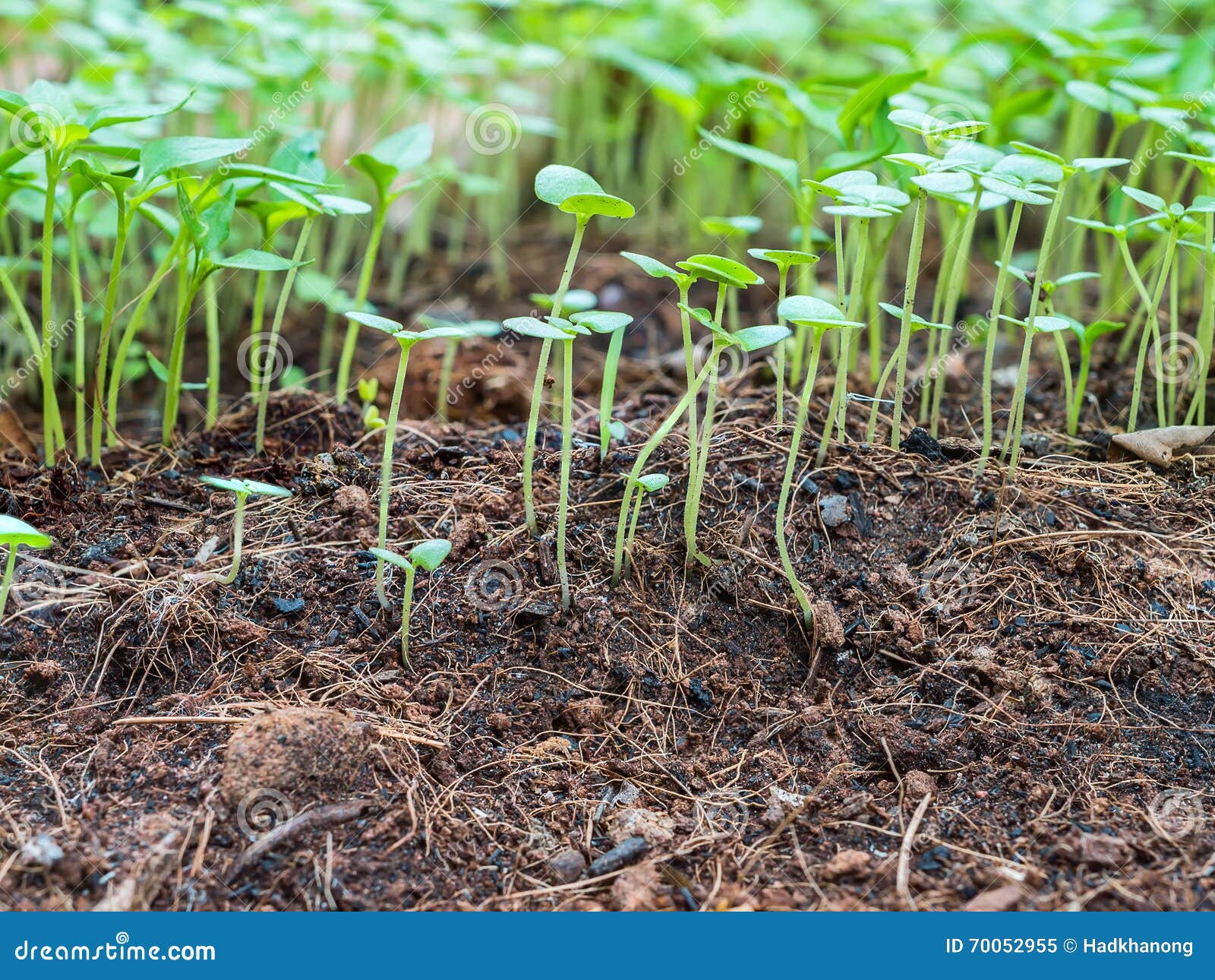 Close Up Small Green Basil and Chilli Sprouts Stock Image - Image of ...
