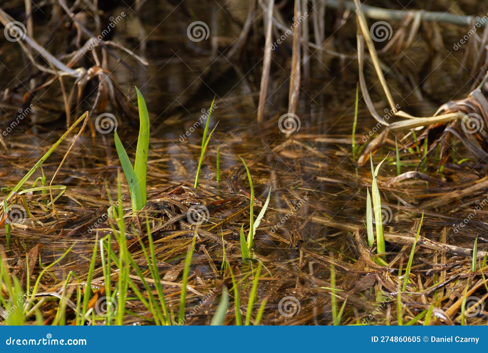 Close-up of a Small Green Grass Growing on the Surface of a Swamp ...