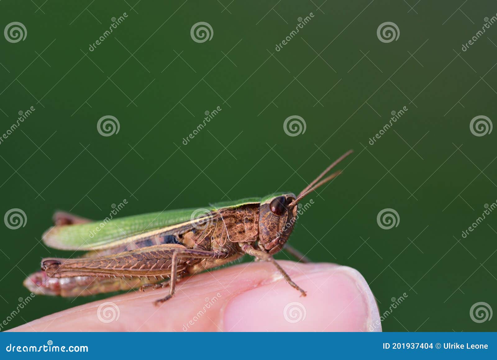 Close-up of a Small Green Grasshopper Sitting on a Human Finger in ...