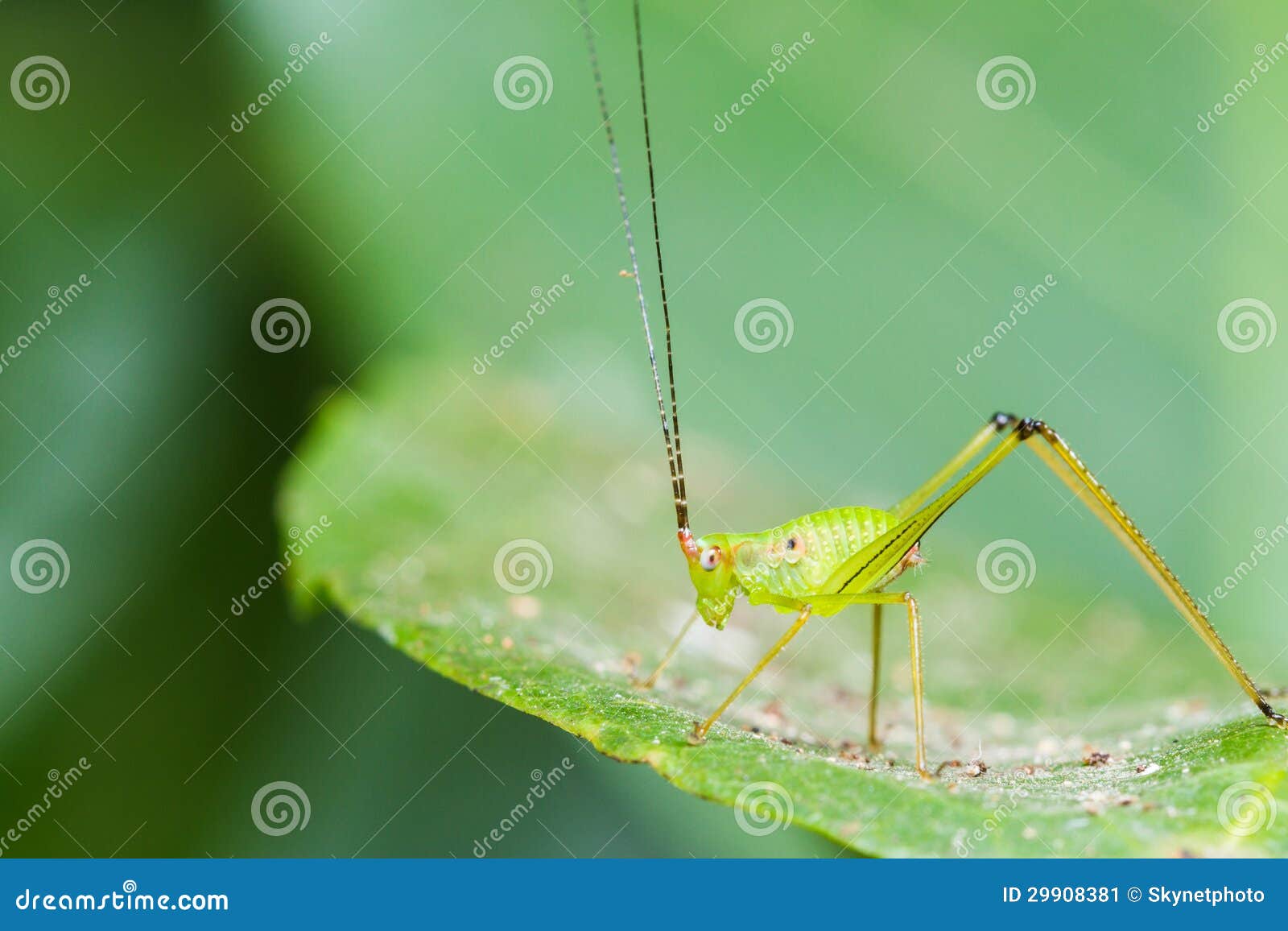 Small Green Leaf Katydid stock image. Image of cricket - 29908381