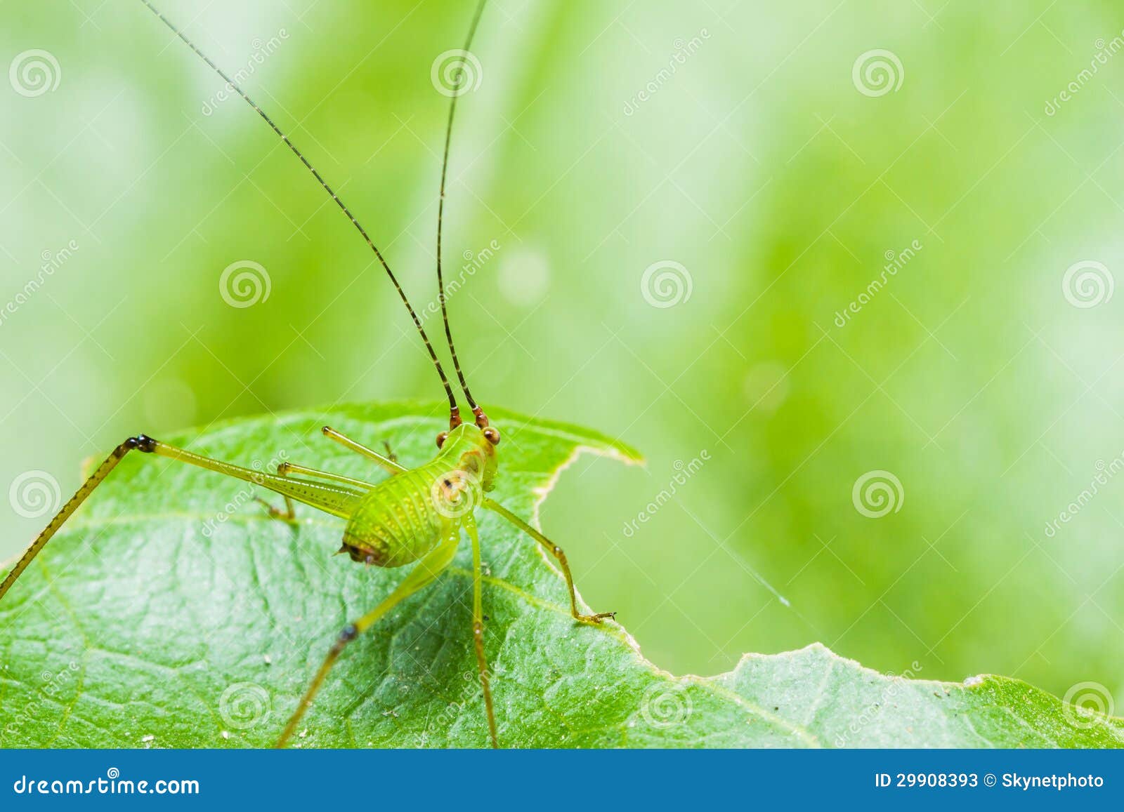Small Green Leaf Katydid stock image. Image of fauna - 29908393