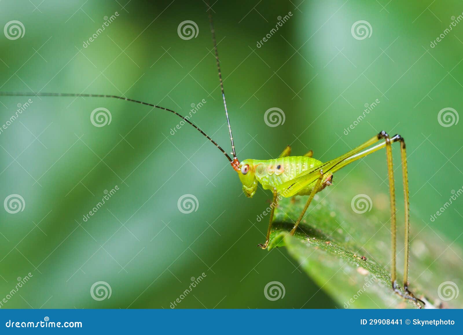 Small Green Leaf Katydid stock image. Image of macro - 29908441