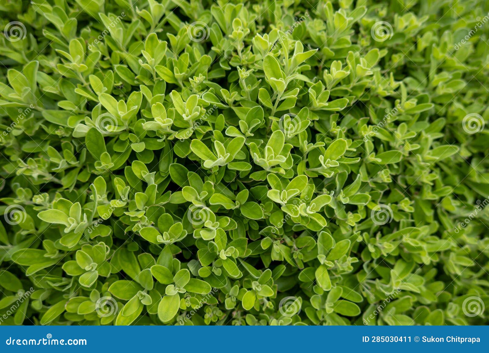 Small Green Leaves Background Stock Image - Image of close, color ...
