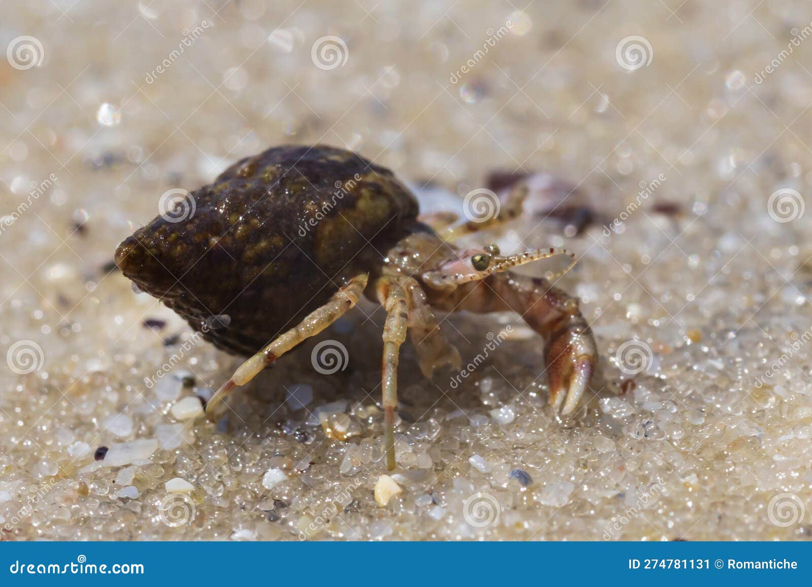 Close Up of Small Hermit Crab on Sand Stock Image - Image of shell ...