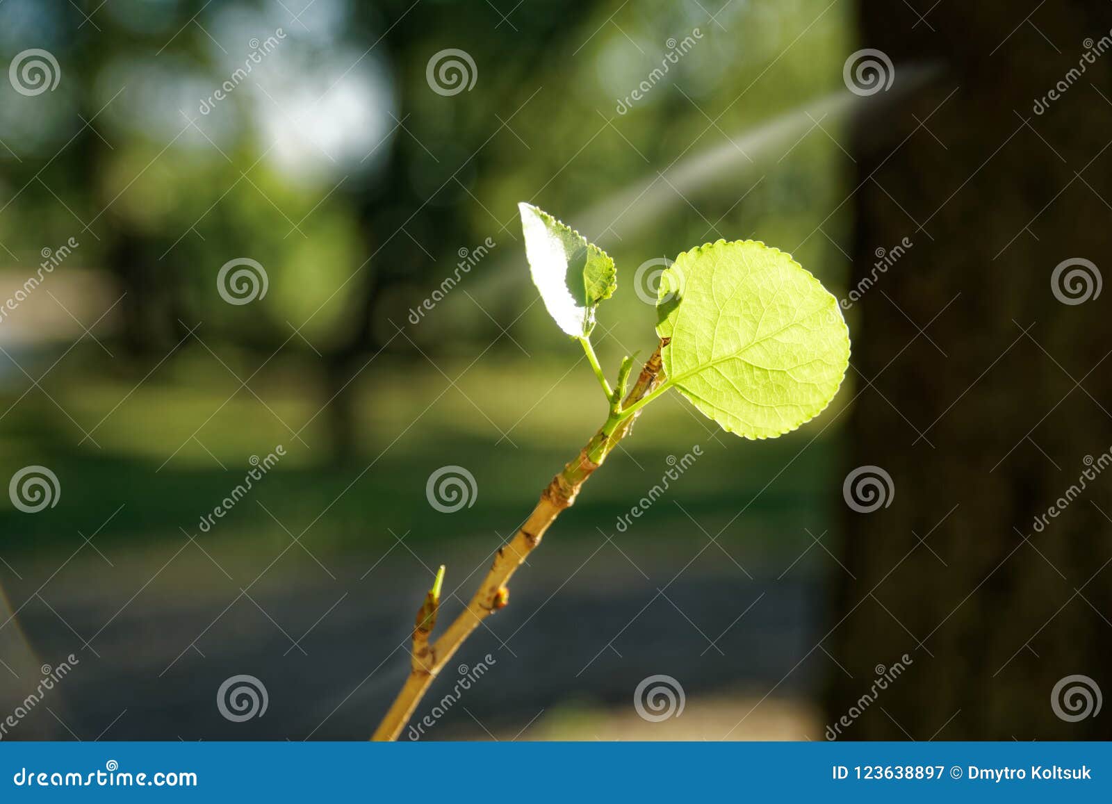 Close-up Small Leaf in Sunbeam Swaying in the Wind. Stock Image - Image ...