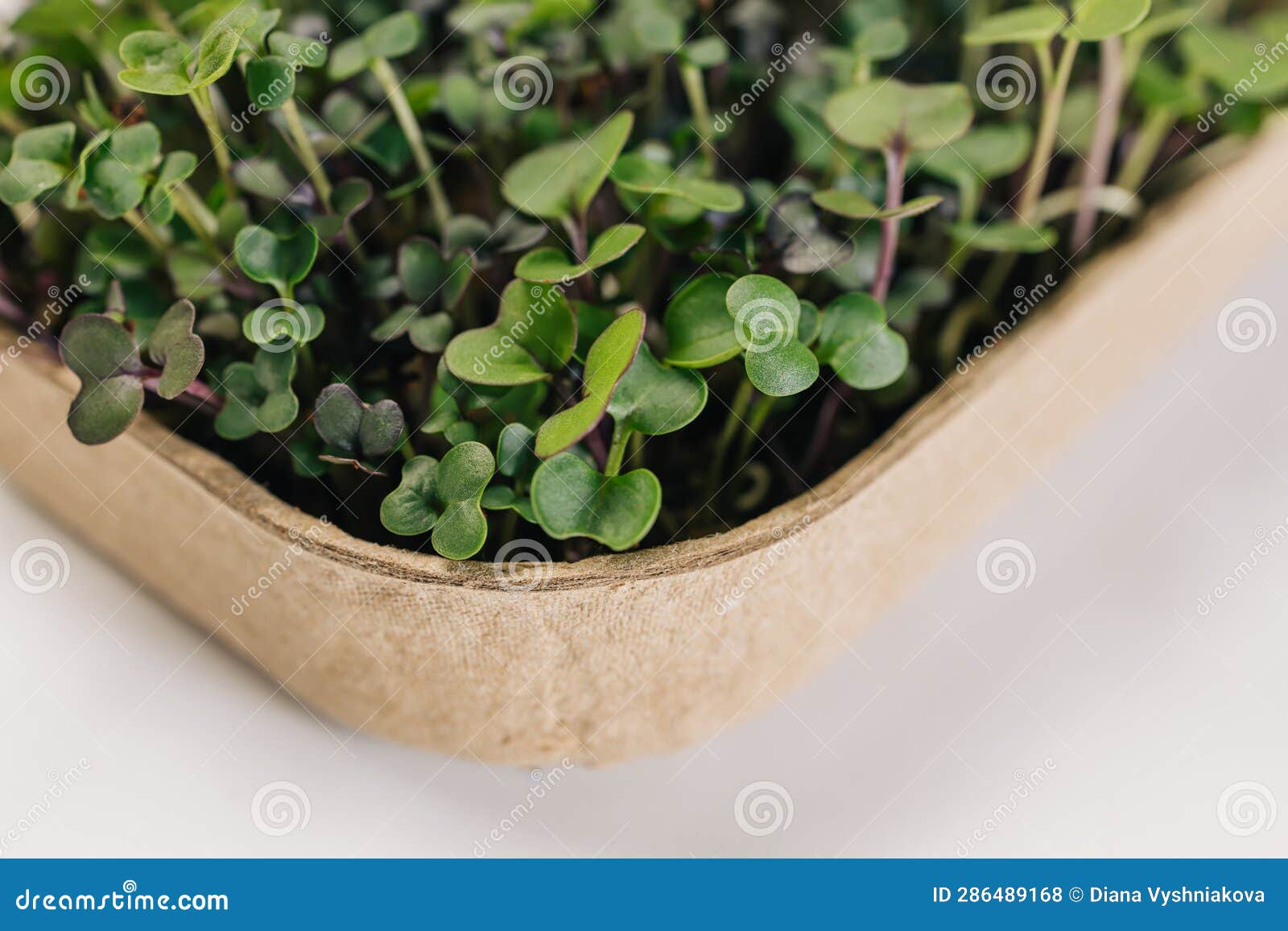 Close-up of Small Leaves of Homegrown Micro-green Stock Photo - Image ...