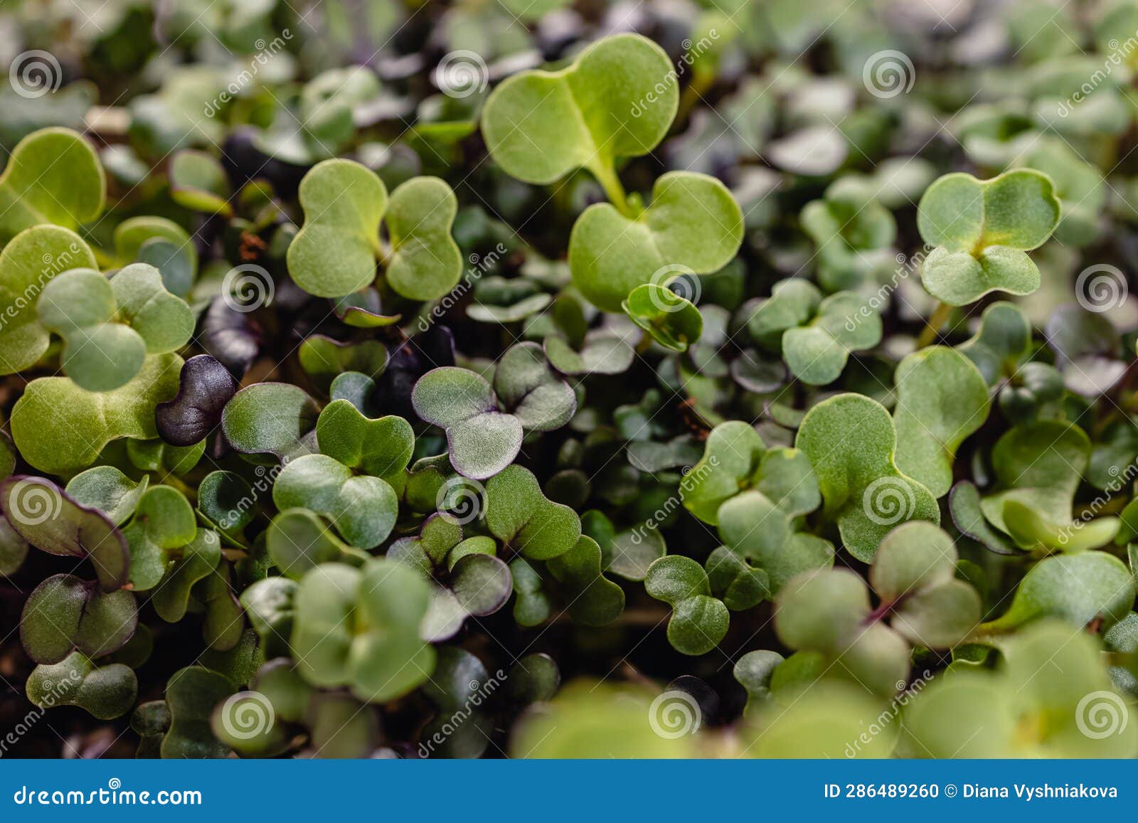 Close-up of Small Leaves of Micro Green Stock Photo - Image of seed ...