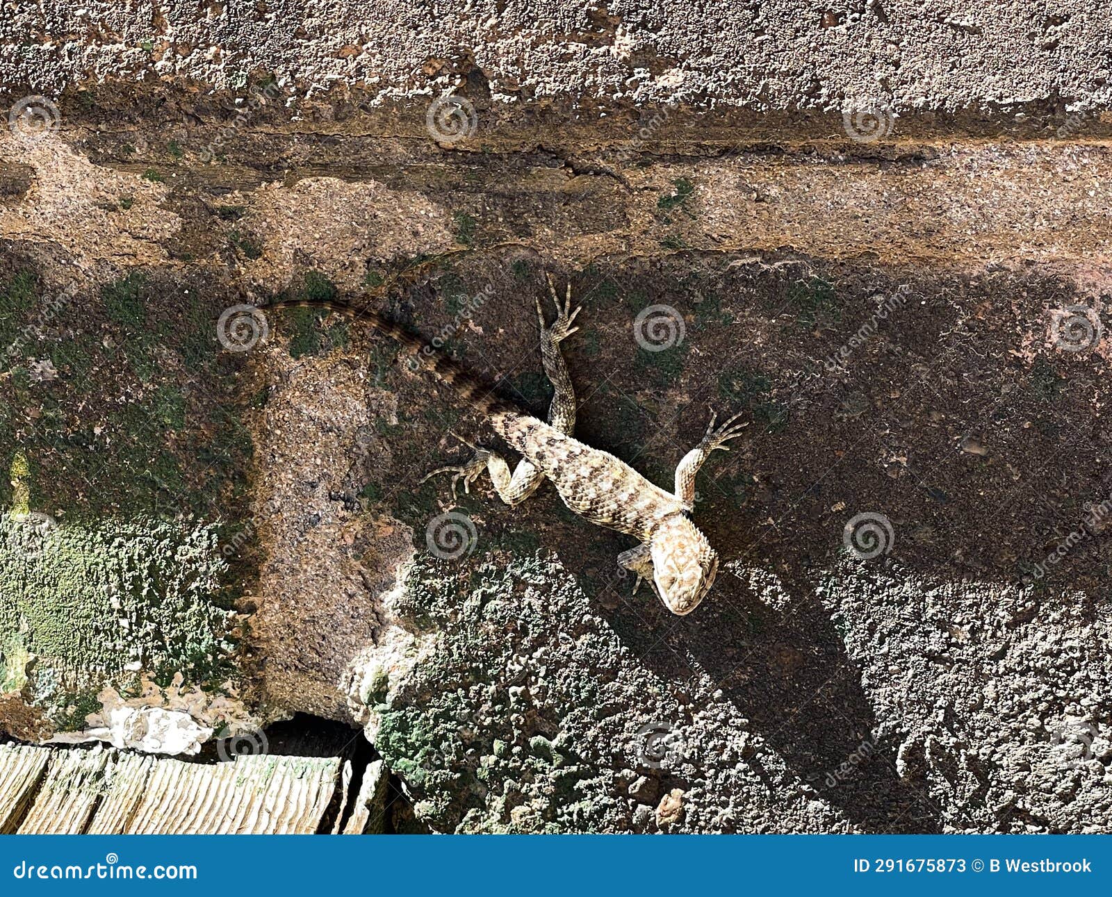 Close-up of a Lizard on a Wall Stock Image - Image of sunning, wall ...