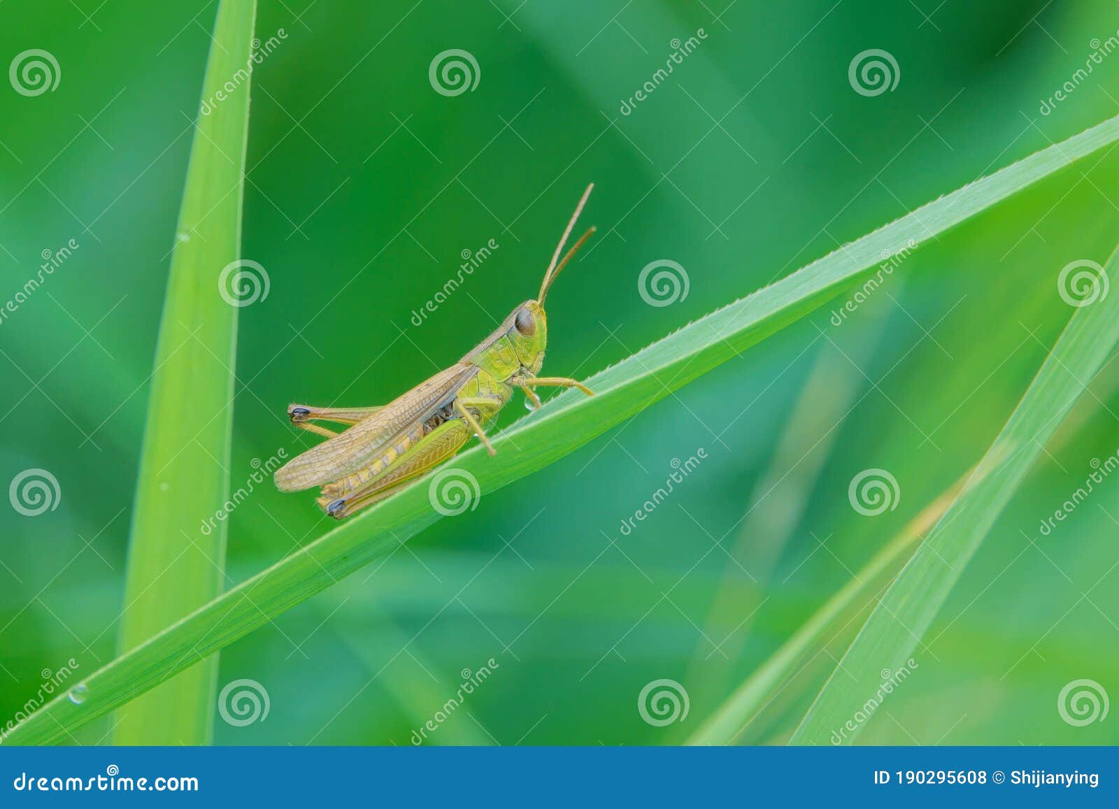 Locust stock photo. Image of animals, nature, closeup - 190295608