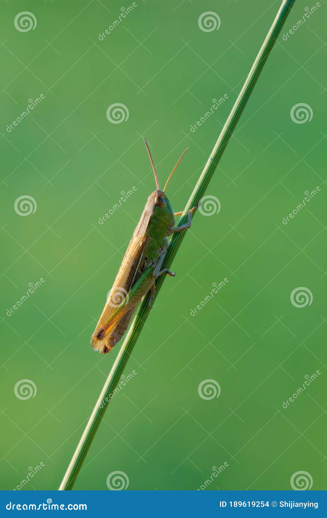 Small Locust Upon Red Flower Royalty-Free Stock Photography ...