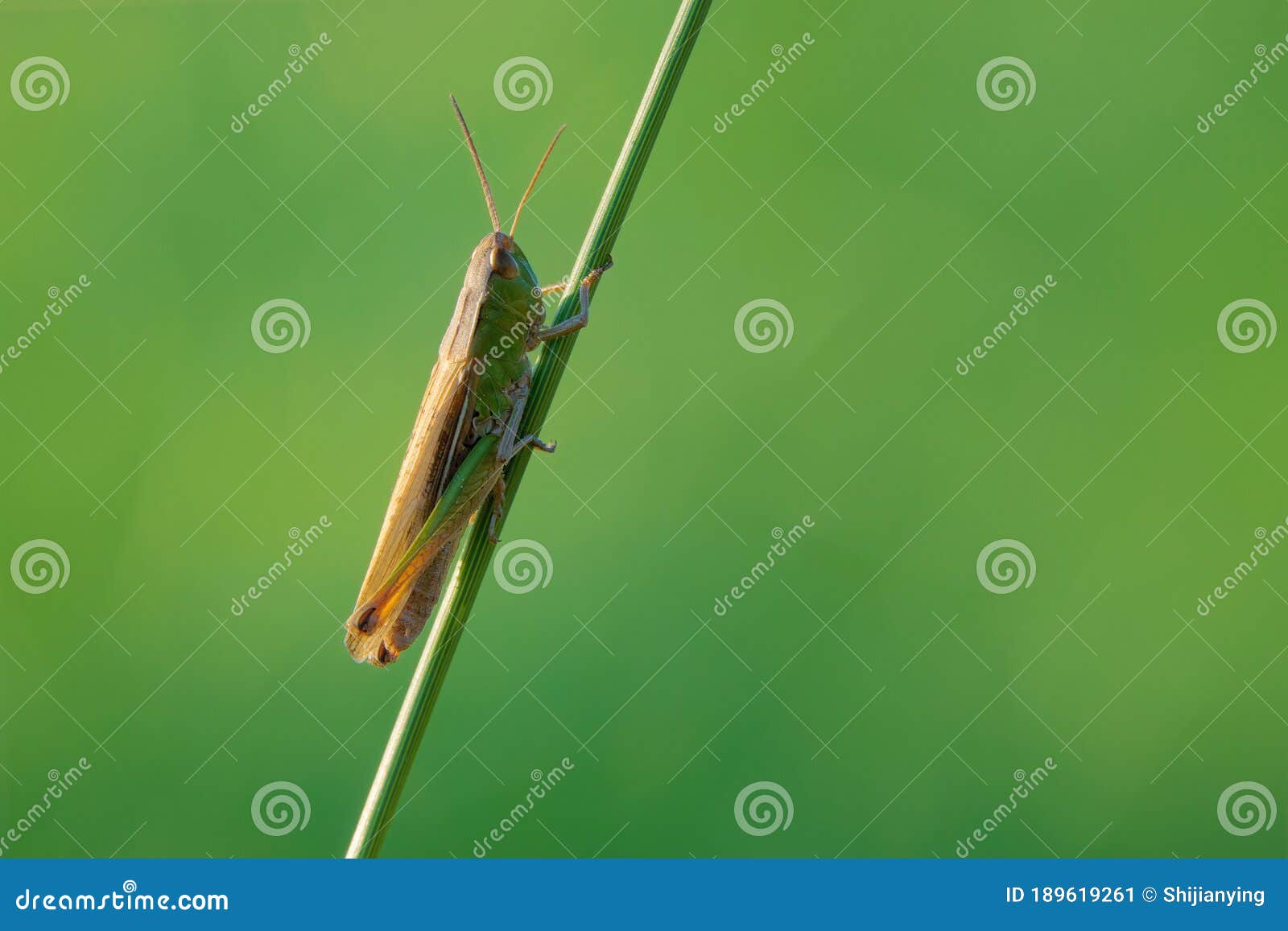 Small Locust Upon Red Flower Royalty-Free Stock Photography ...