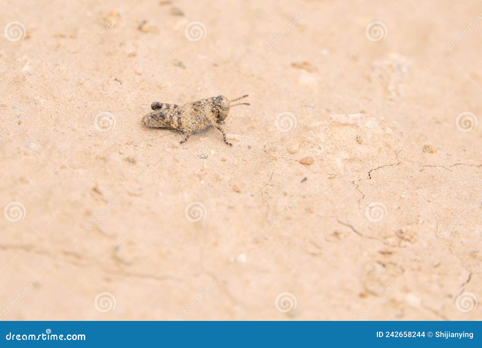 Locust nymph stock photo. Image of closeup, grasshopper - 242658244