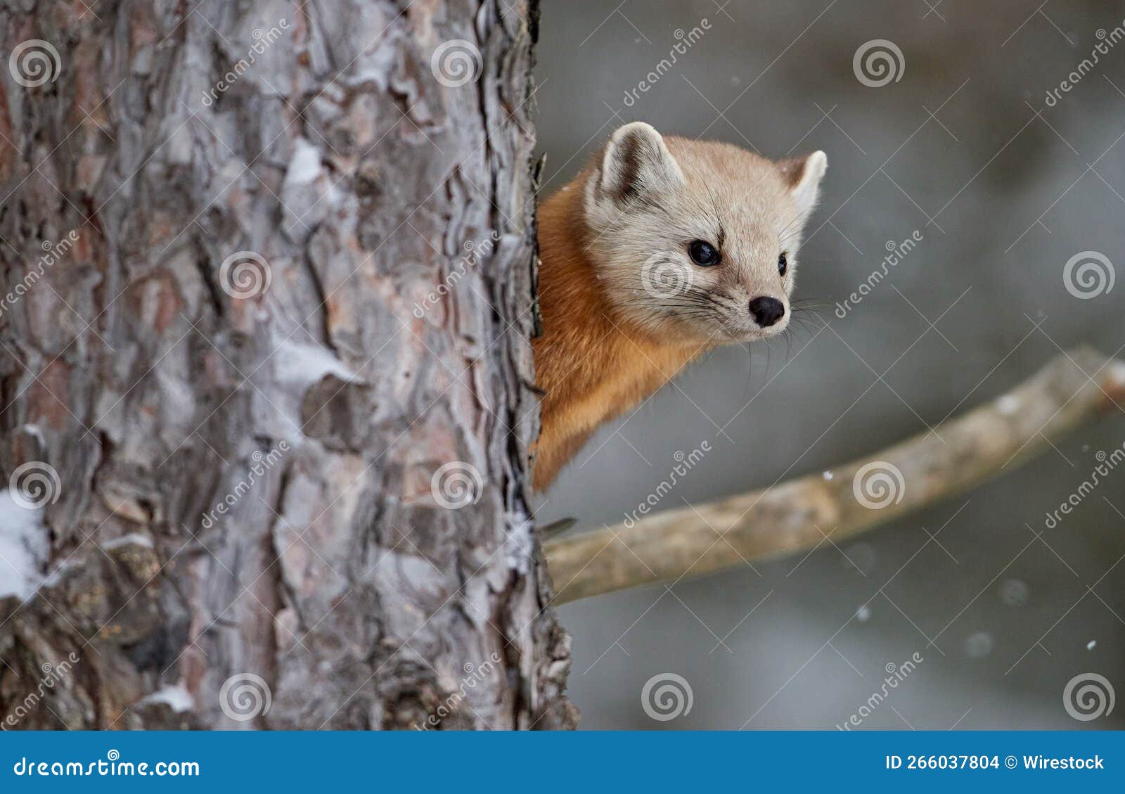 Close-up of a Small Marten on a Tree Stock Photo - Image of mammal ...