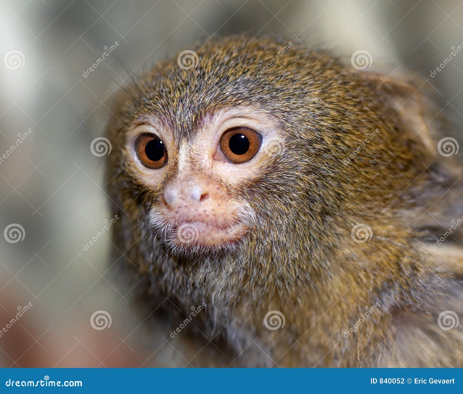 Close-up of a small monkey stock photo. Image of monkey - 840052
