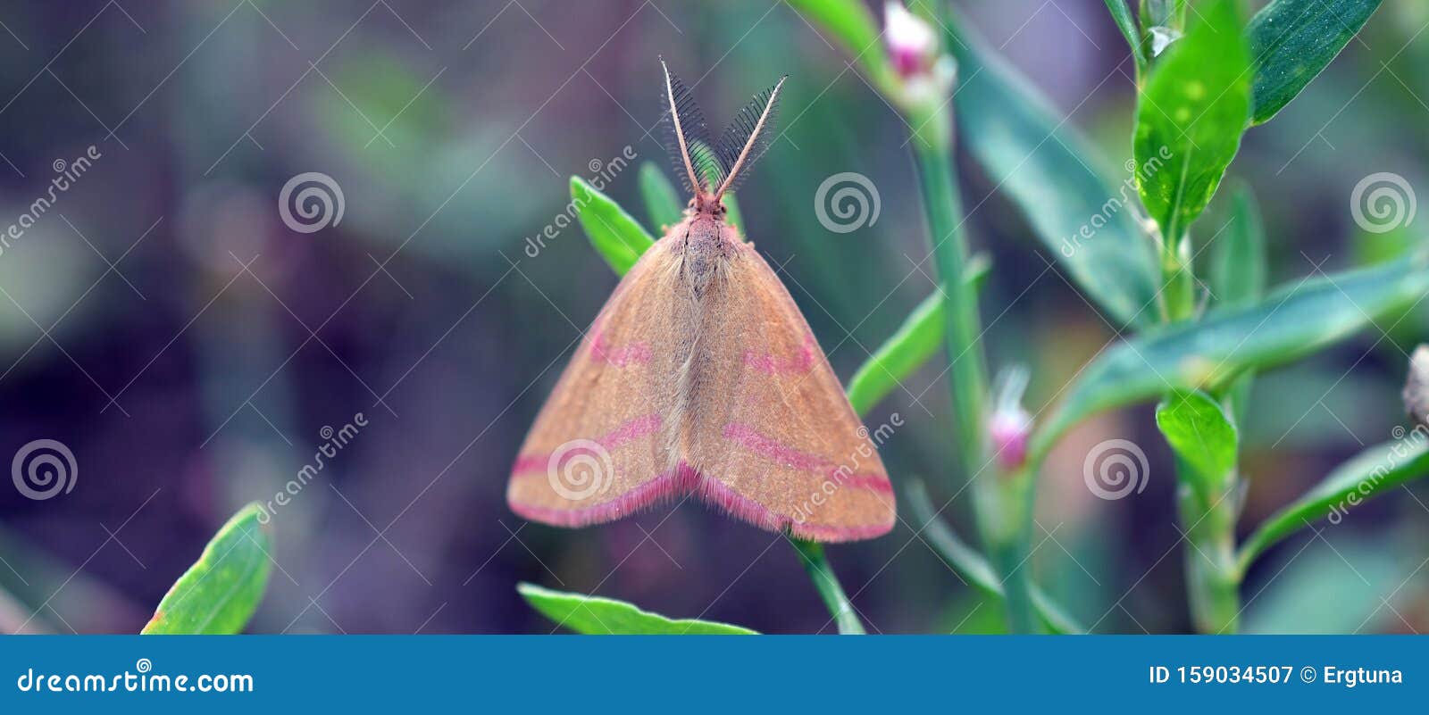 Close up of a small moth stock image. Image of colors - 159034507