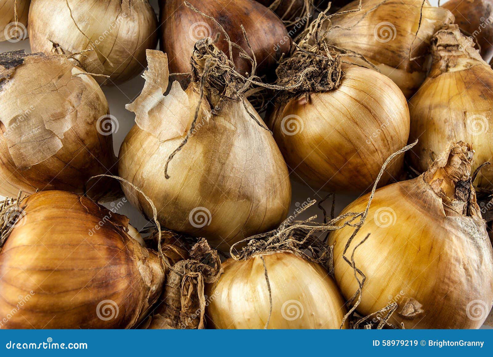 Close up of small onions stock image. Image of vegetable - 58979219