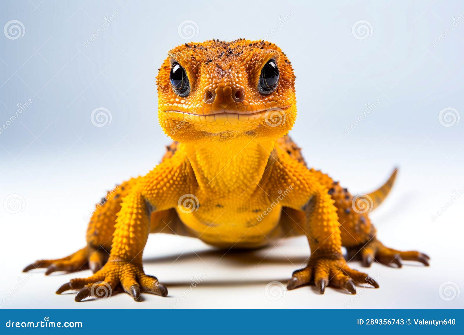 Close Up of Small Orange Lizard on White Background. Generative AI ...