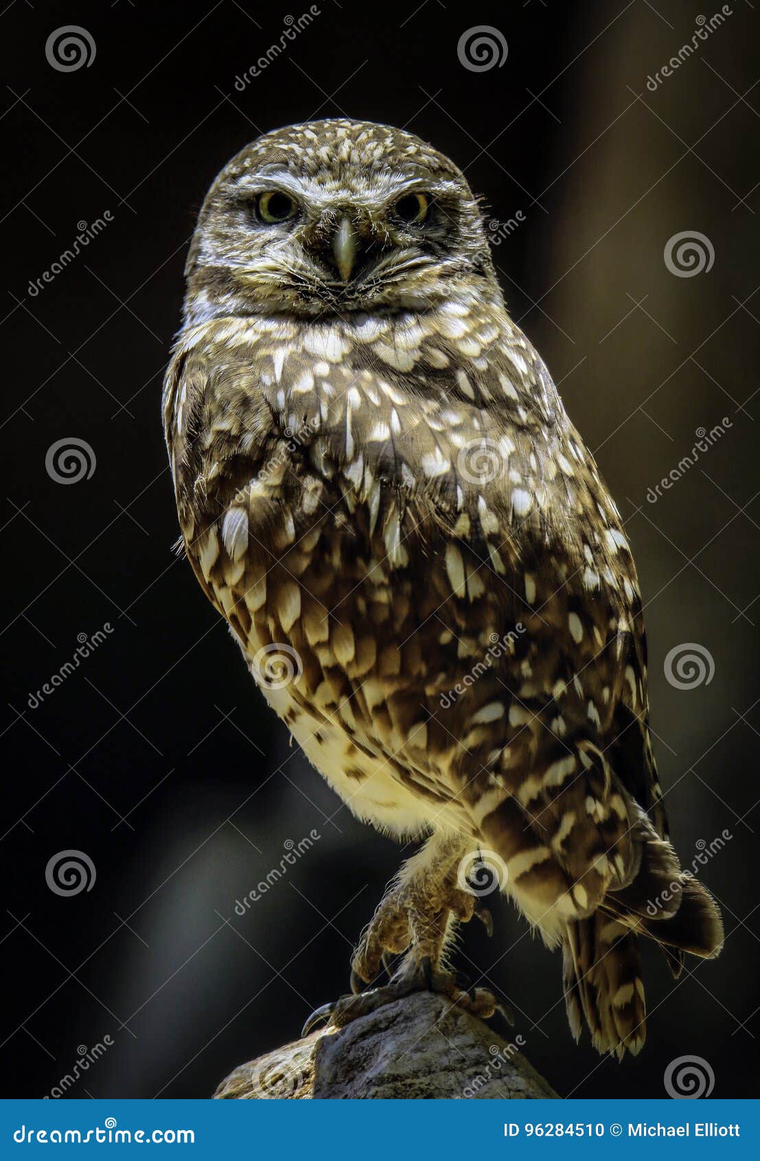 Burrowing Owl stock photo. Image of digger, close, feathered - 96284510