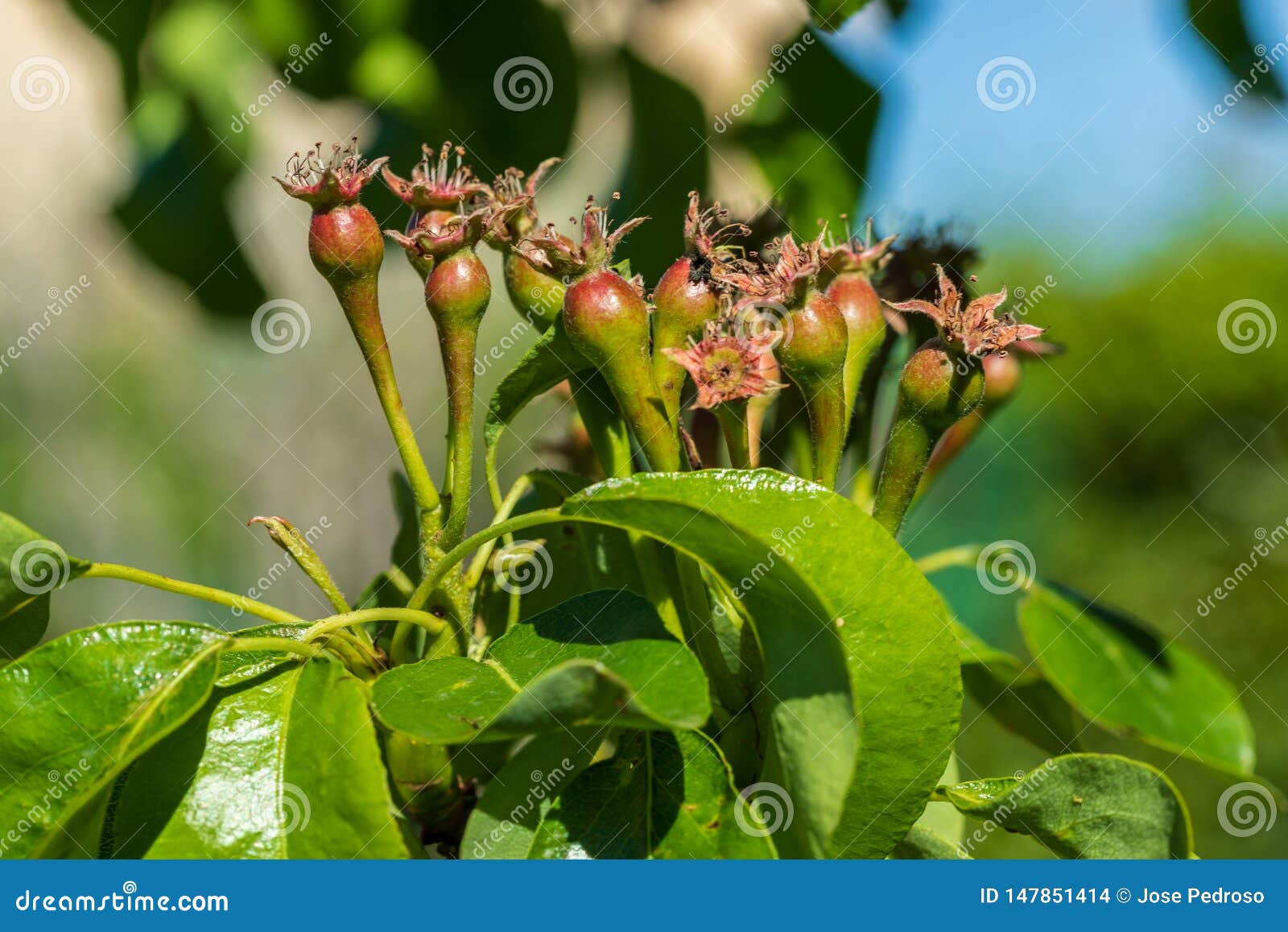 Close-up of Small Pears Growing on Pear Tree Fruit Tree. Stock Photo ...