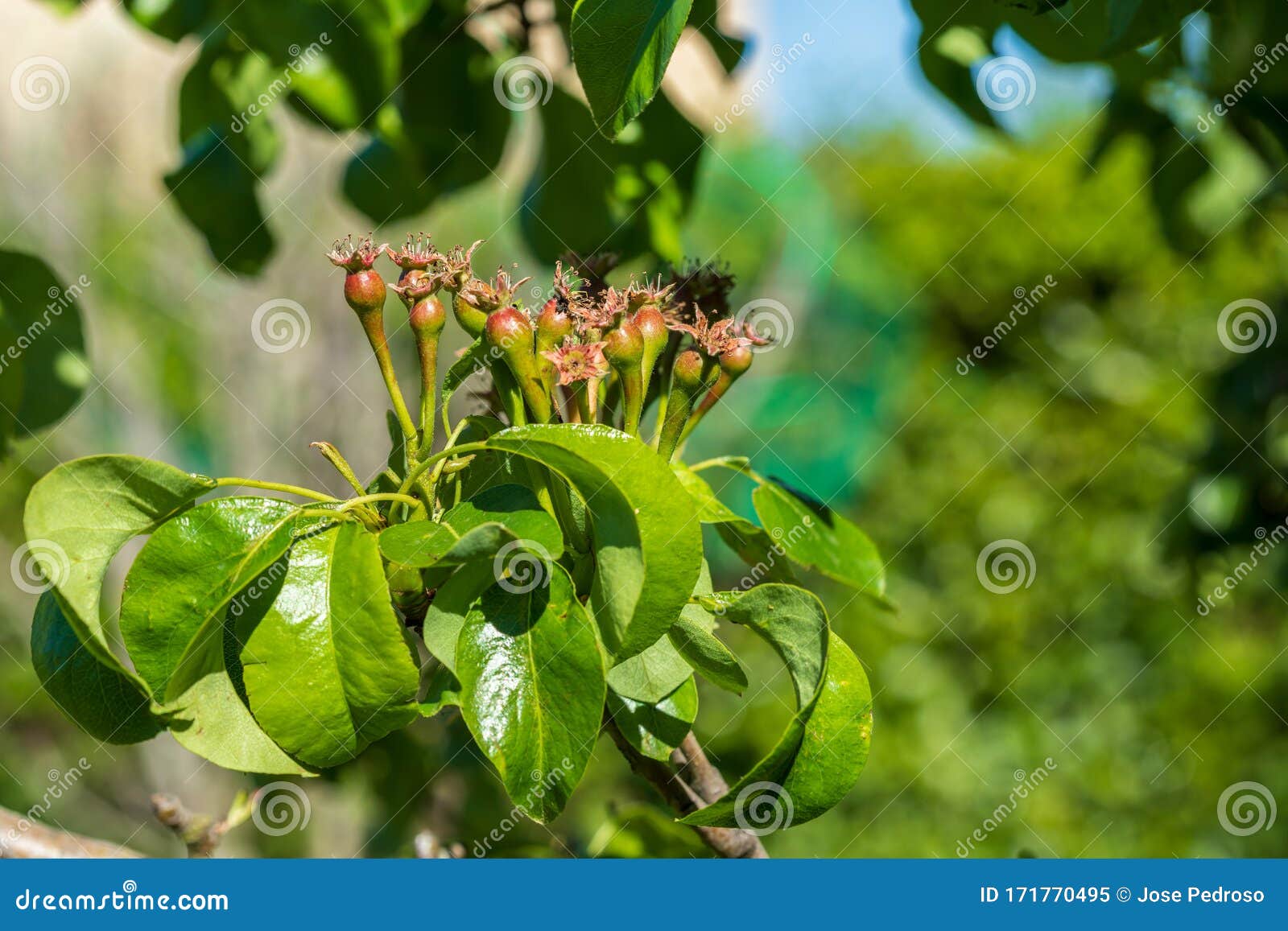 Close-up of Small Pears Growing on Pear Tree Fruit Tree. Sunny Spring ...