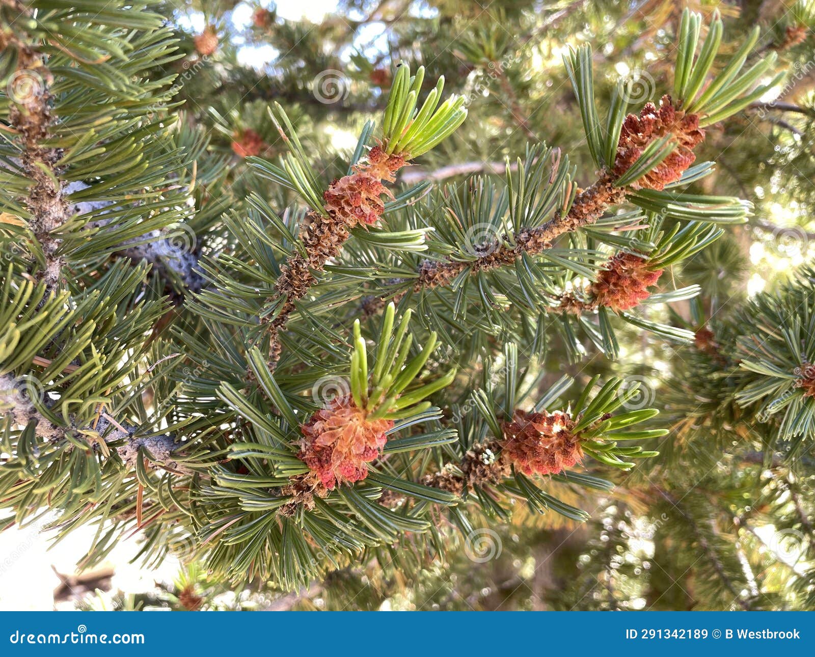 Small Pinecones on a Limber Pine Tree Stock Image - Image of small ...