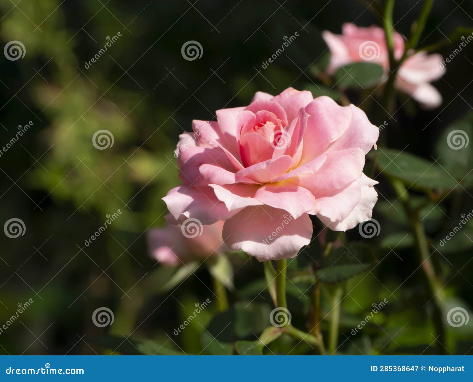 Close Up Small Pink Rose Flower on Blur Background Stock Image - Image ...