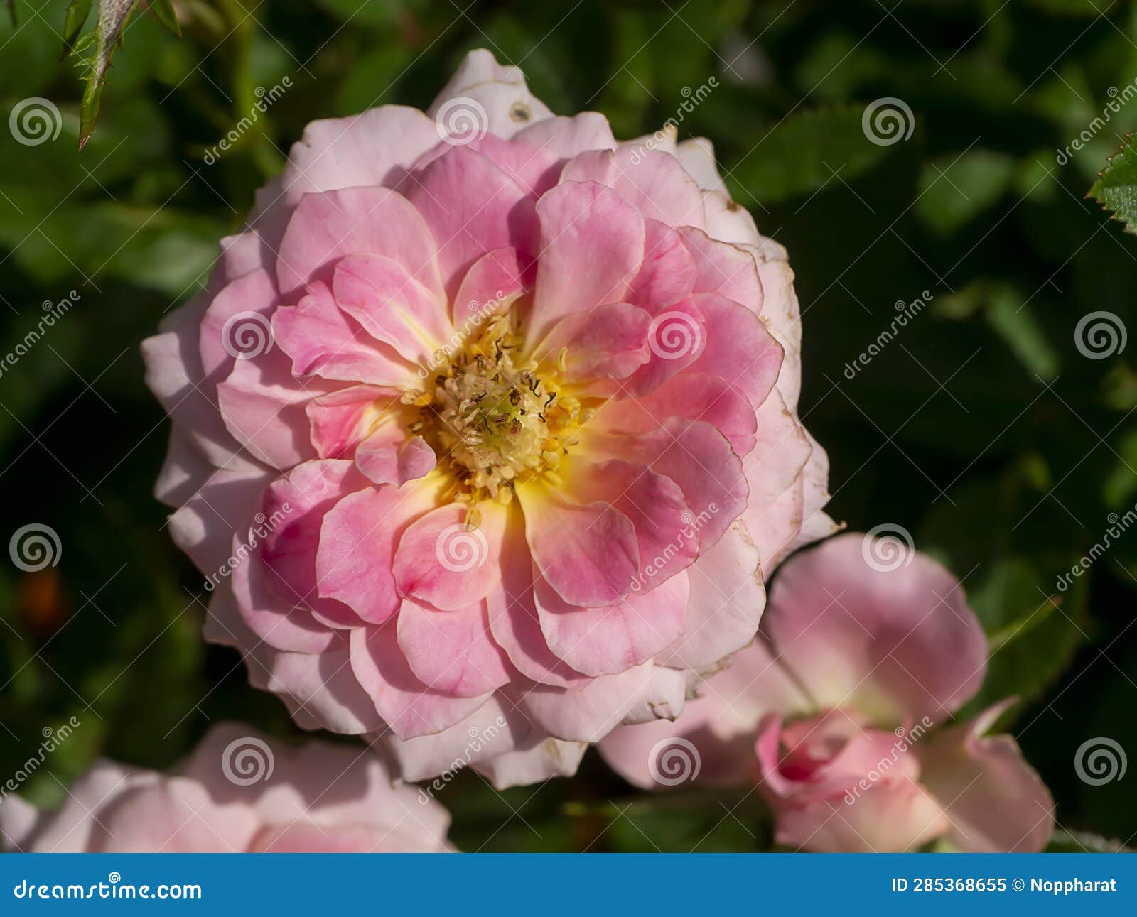 Close Up Small Pink Rose Flower on Blur Background Stock Image - Image ...
