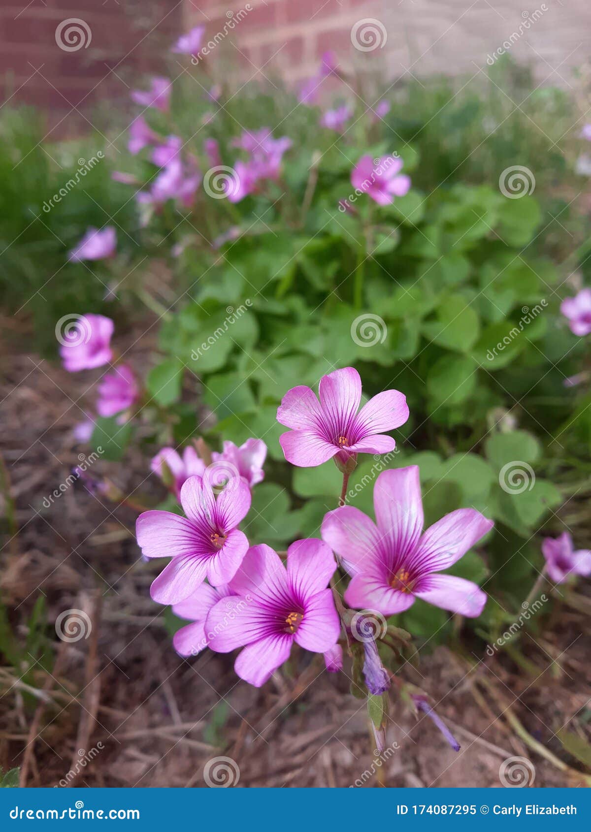 Close Up on Small Pinkish Purple Flowers Stock Image - Image of pinkish ...