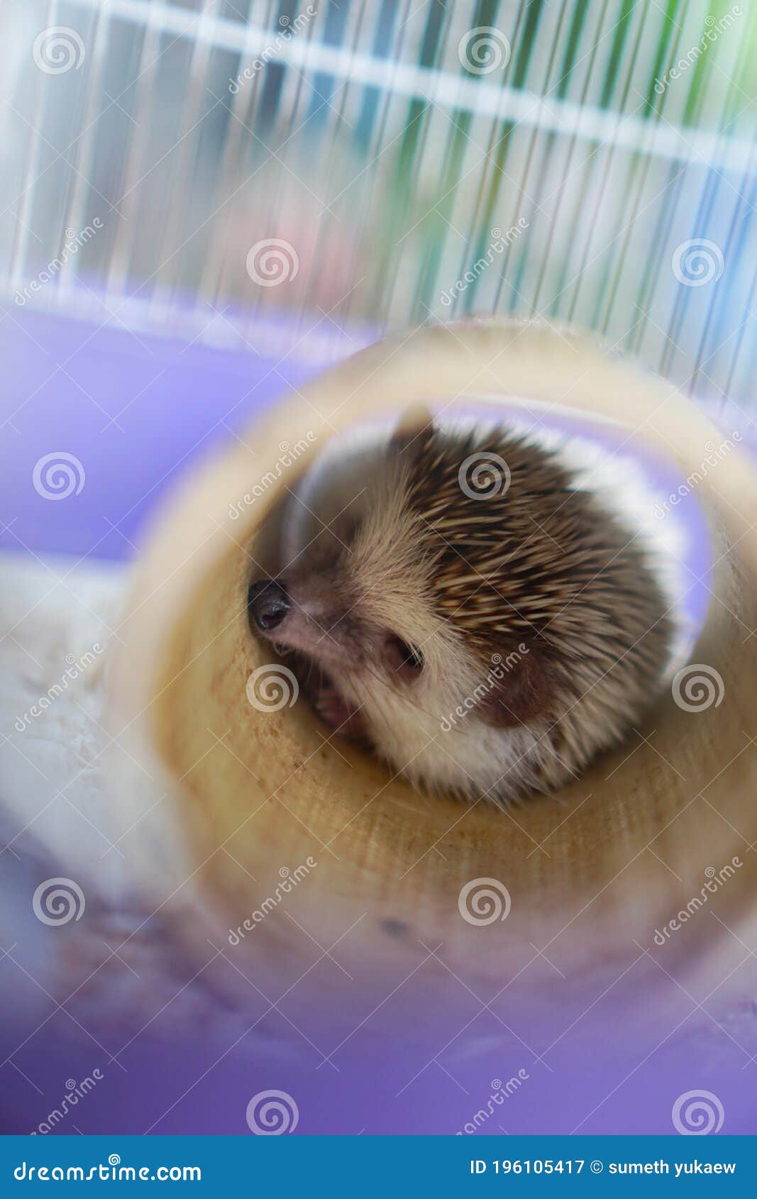 Close Up of Small Porcupine in the Hand on Ground and in the Cage Stock ...