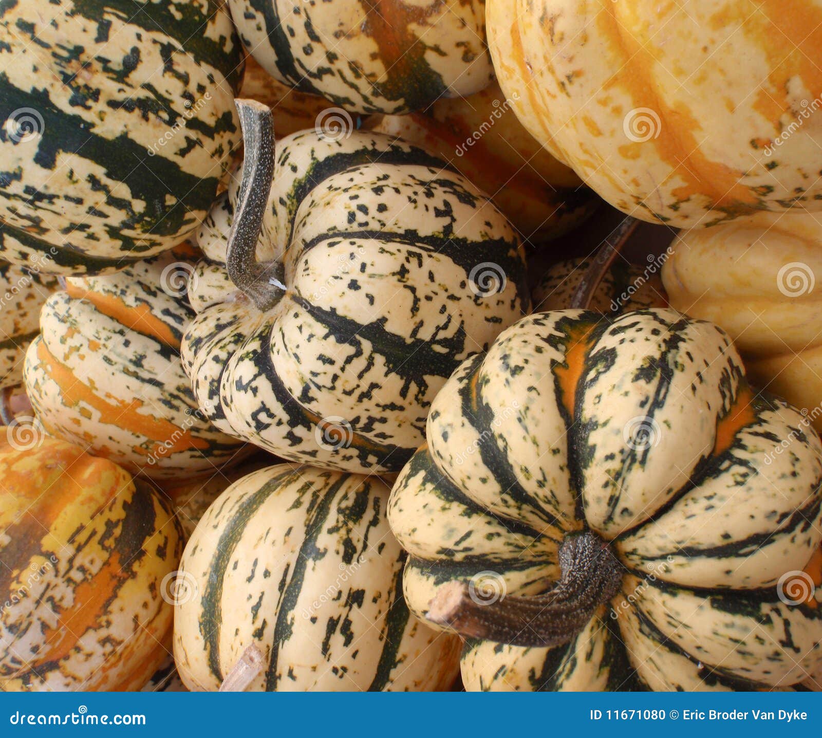 Close up of small pumpkins stock photo. Image of green - 11671080