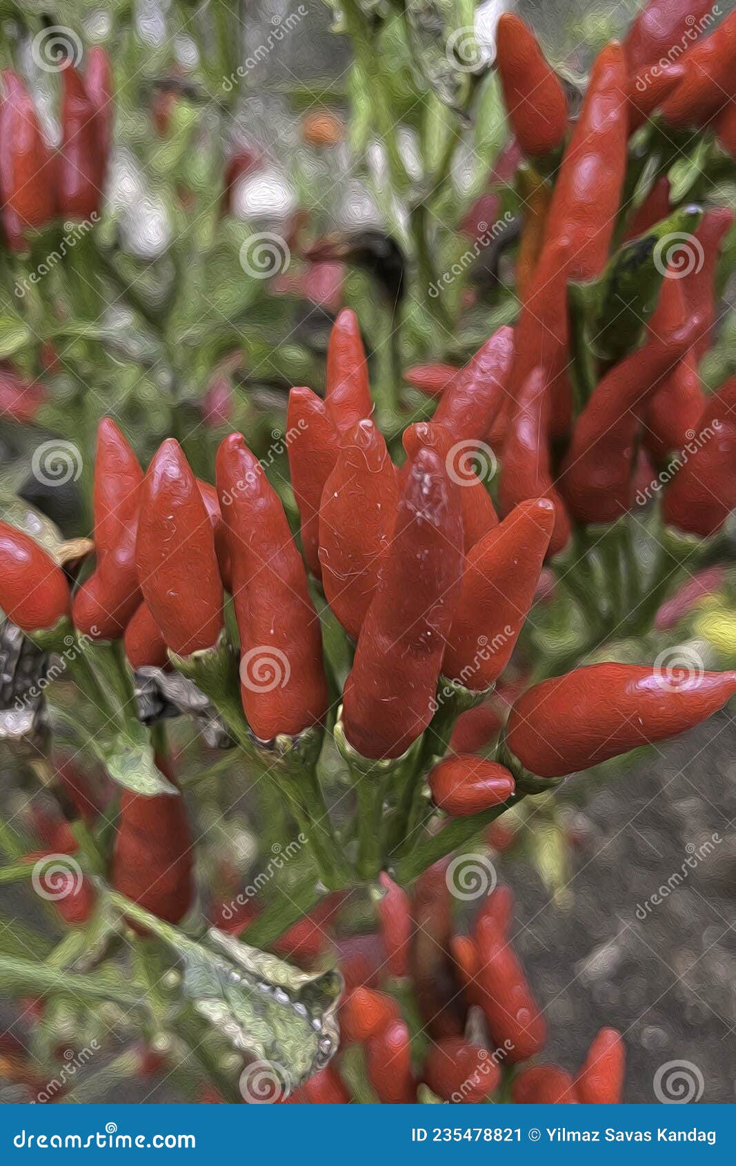 Small Red Hot Peppers in the Field Stock Image - Image of food, farming ...