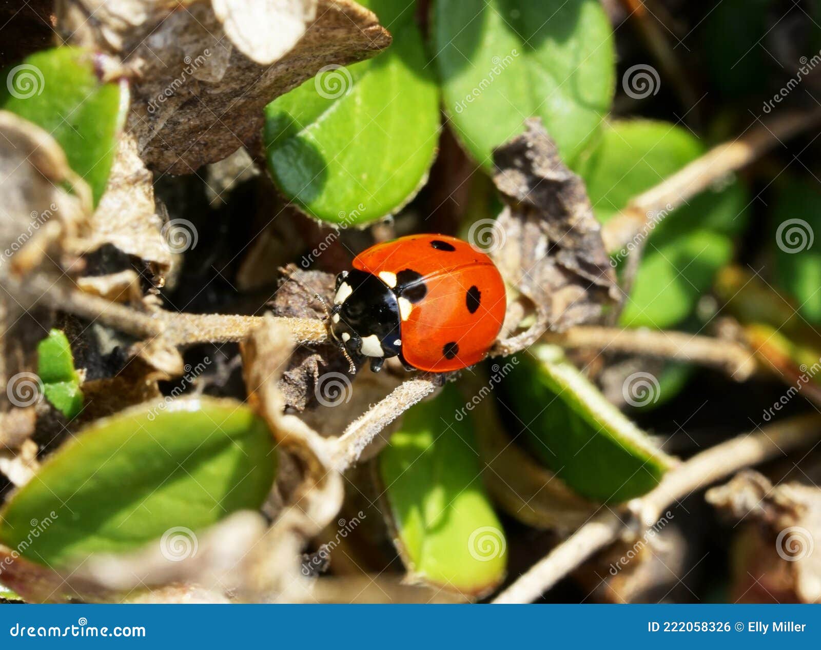 Close Up of a Small Red Ladybug in Natural Environment. Stock Photo ...