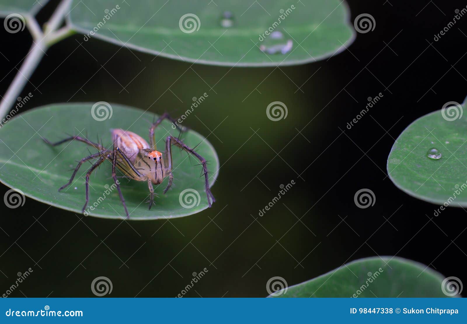 Close up small red spider stock photo. Image of insect - 98447338