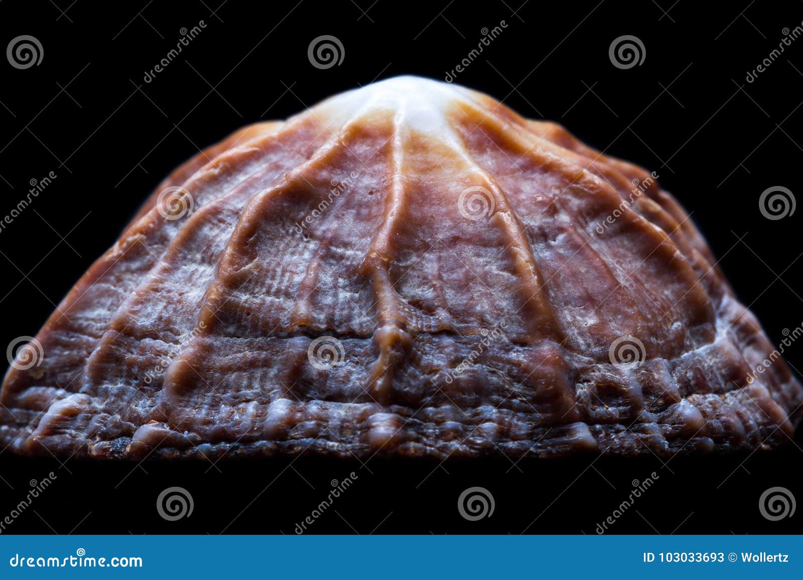 Sea shell over black stock image. Image of studio, rica - 103033693