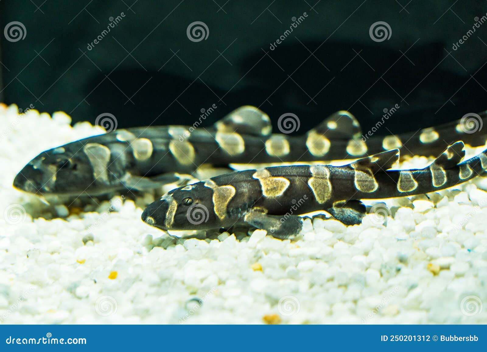 Close Up of Small Shark in the Aquarium Stock Photo - Image of nature ...
