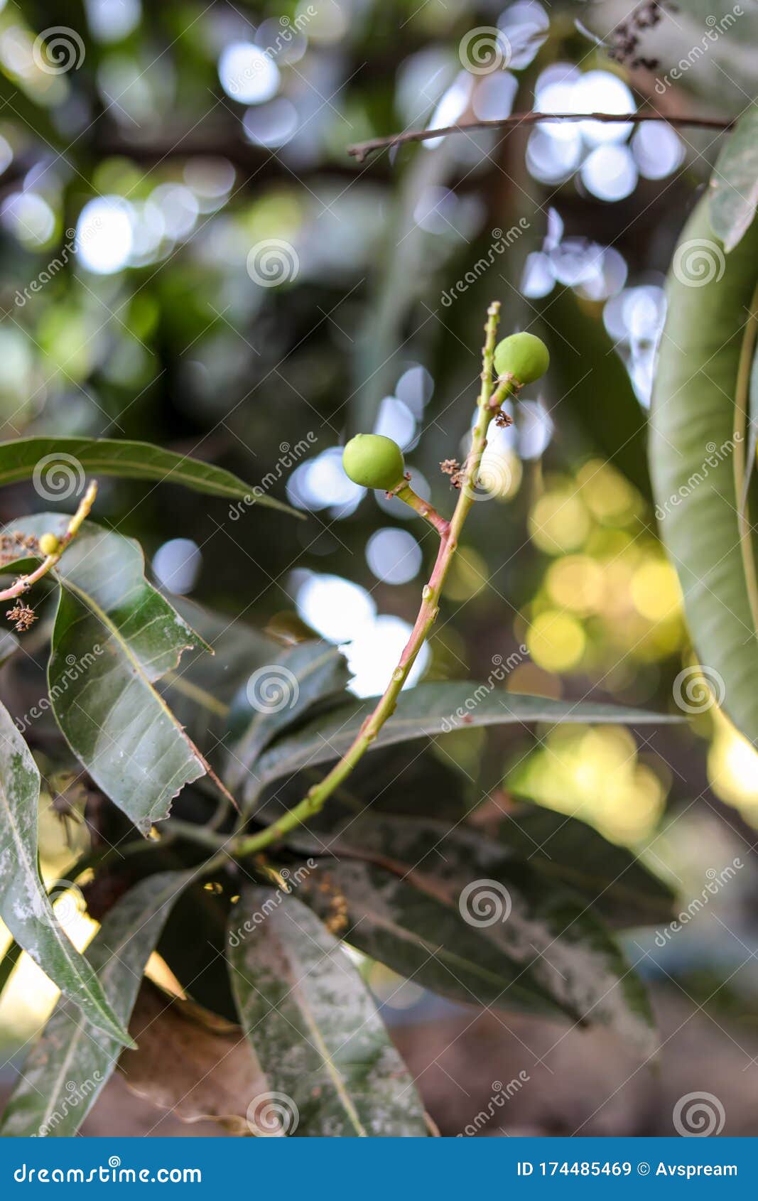 Close Up of Small Size Mango Fruit on a Mango Tree Stock Image - Image ...