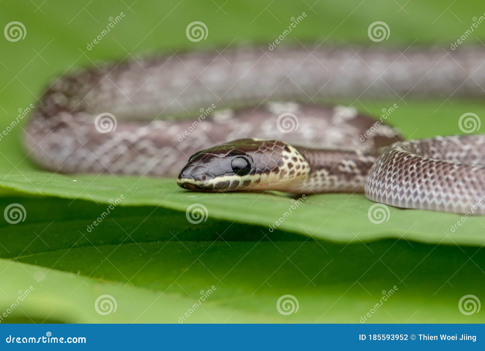 Close-up of Small Snake on Green Leaf Stock Photo - Image of canada ...