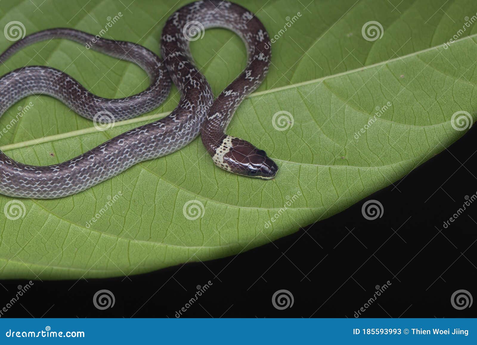 Close-up of Small Snake on Green Leaf Stock Image - Image of butleri ...