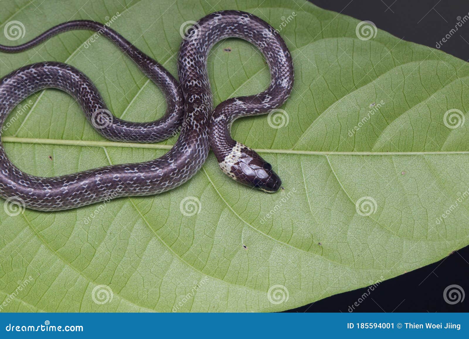 Close-up of Small Snake on Green Leaf Stock Image - Image of digital ...