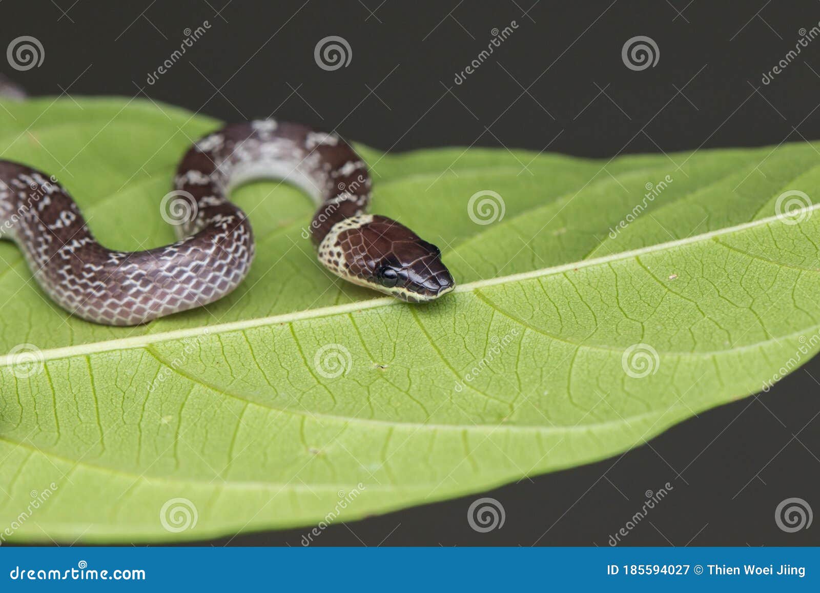 Close-up of Small Snake on Green Leaf Stock Image - Image of garter ...
