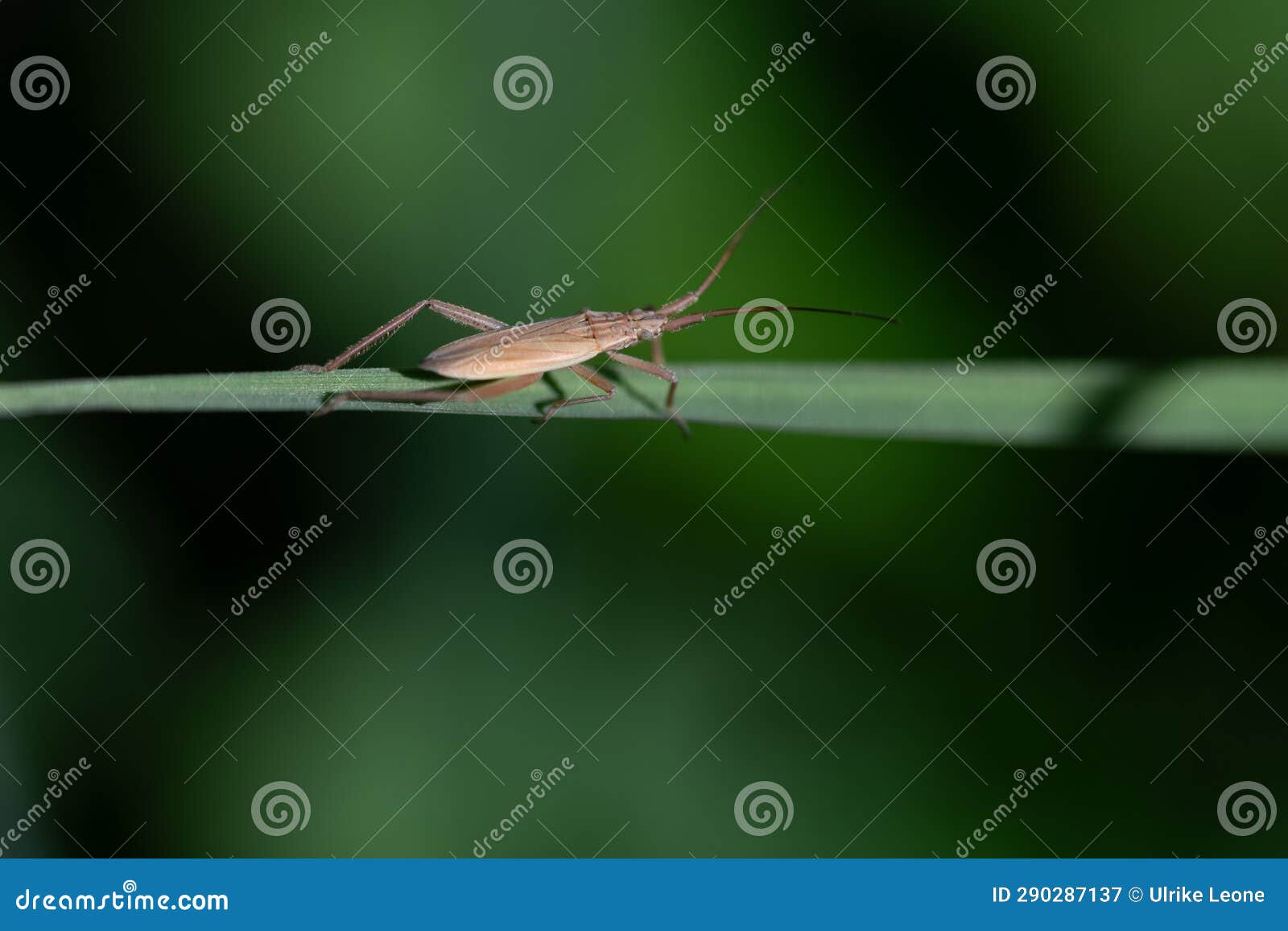 Close-up of a Small Soft Bug Balancing on a Green Long Blade of Grass ...