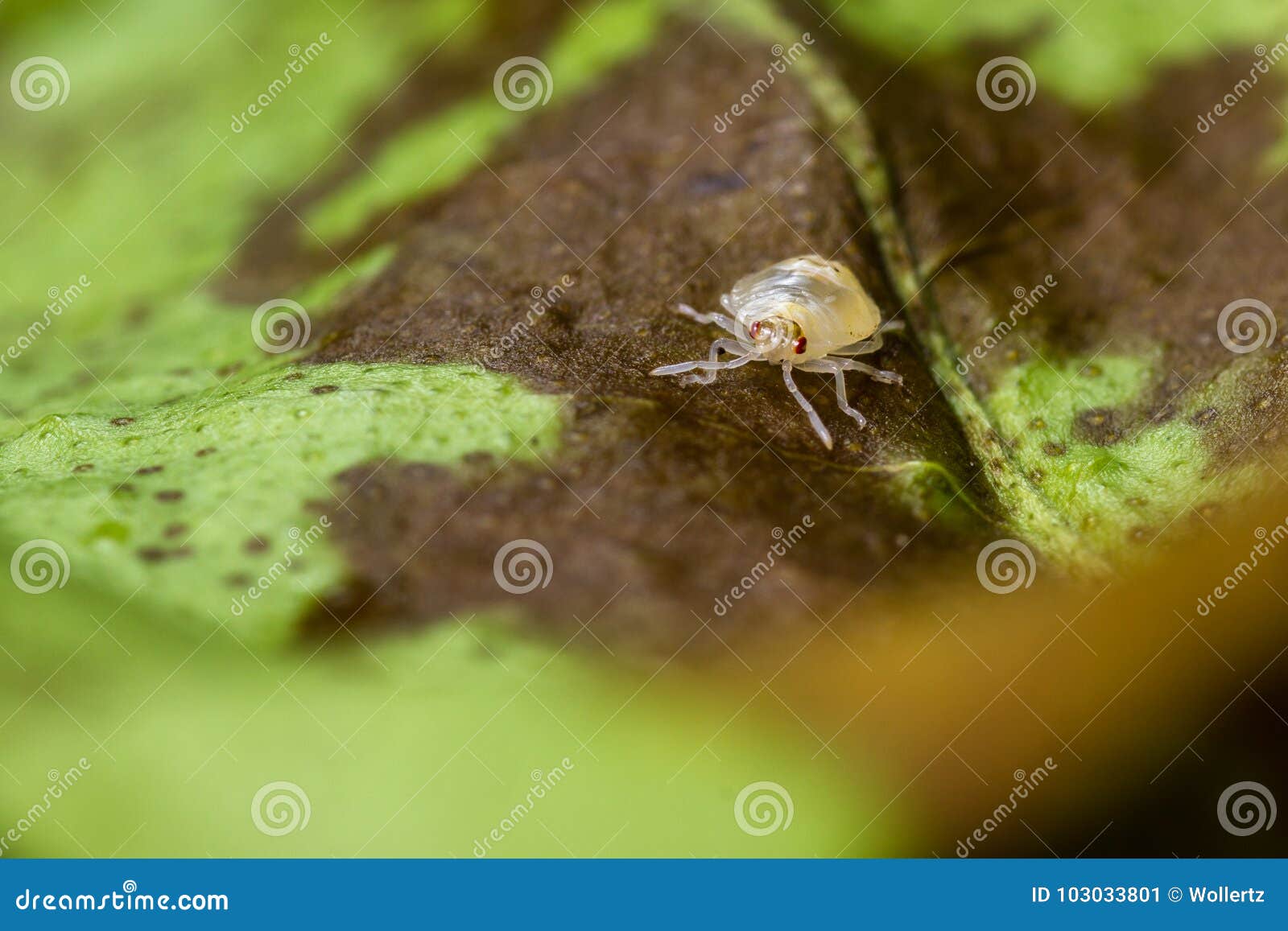 Spider Mite On A Raspberry Rose. Top View Of Green Leaves Background ...