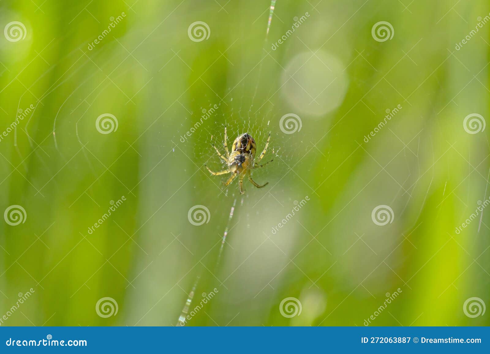 Small Spider on Web in Green Grass Stock Image - Image of small, spider ...