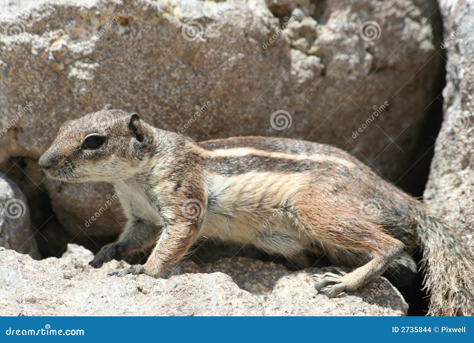 Close up of small squirrel stock photo. Image of sunlight - 2735844