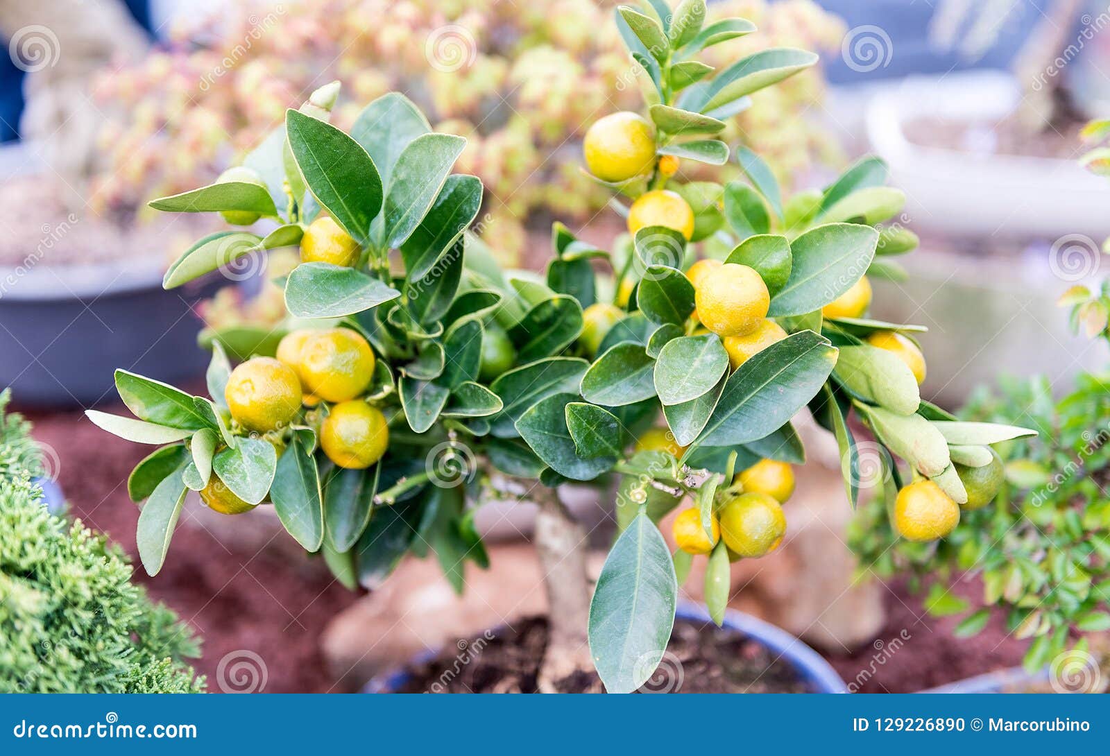 Close Up of Small Tangerine Tree, Shallow Dept of Field Stock Photo ... Close Up of Small Tangerine Tree, Shallow Dept of Field Stock Photo ...