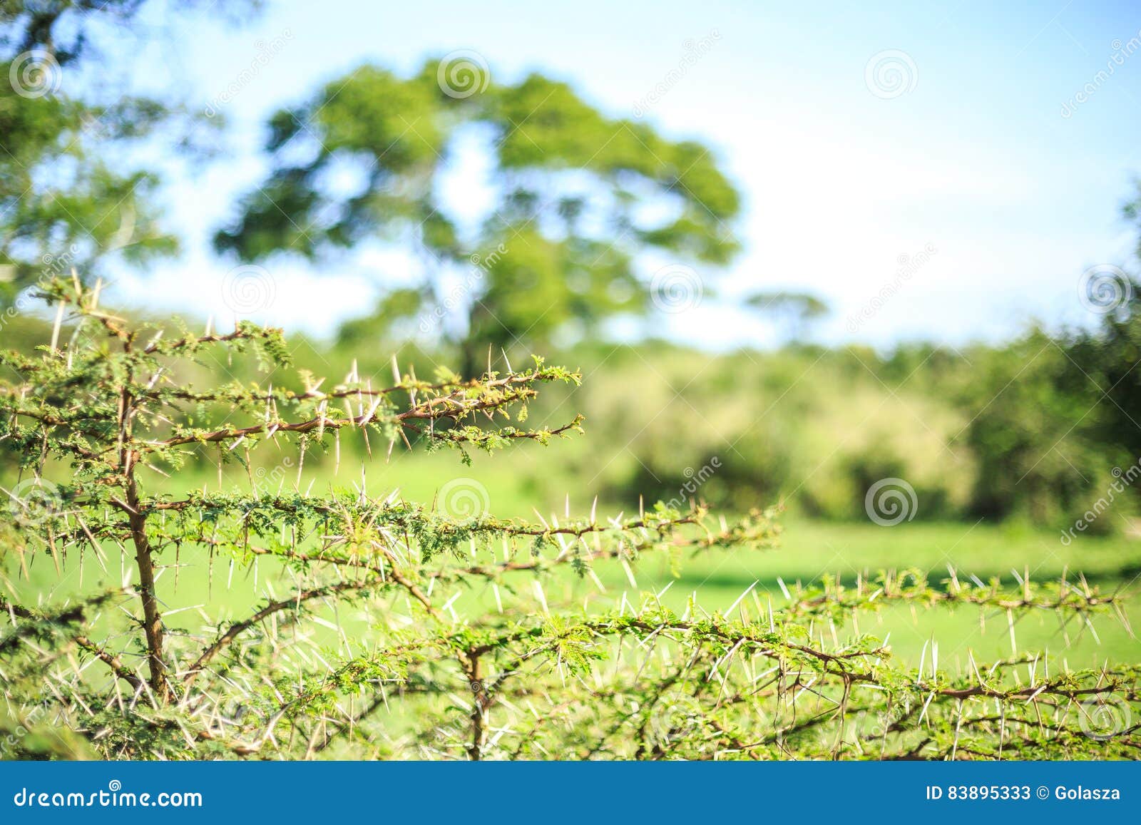 Close Up of Small Thorny Acacia Tree Stock Image - Image of acacia ...