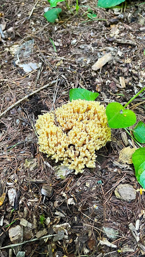 Close-up of Small Toadstool Mushrooms in the Forest Stock Image - Image ...